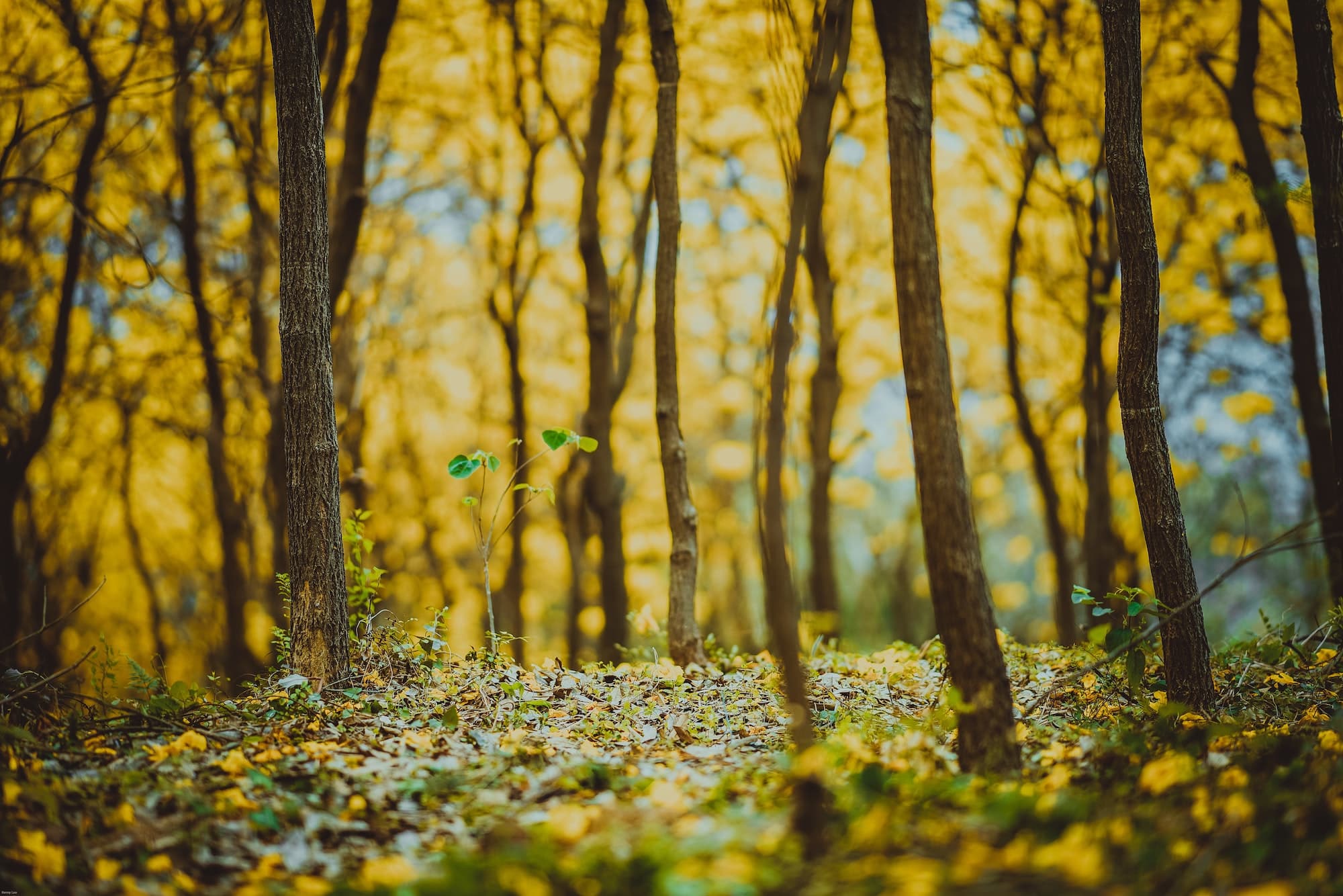 A Little Happier: What’s the Best Time to Plant a Tree? | Gretchen Rubin